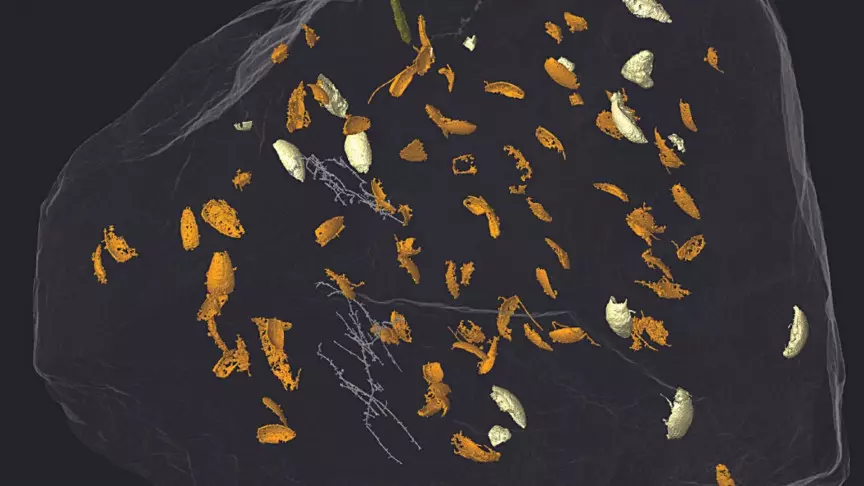 通過糞便挖掘，科學家發現了 2.3 億年前的甲蟲物種