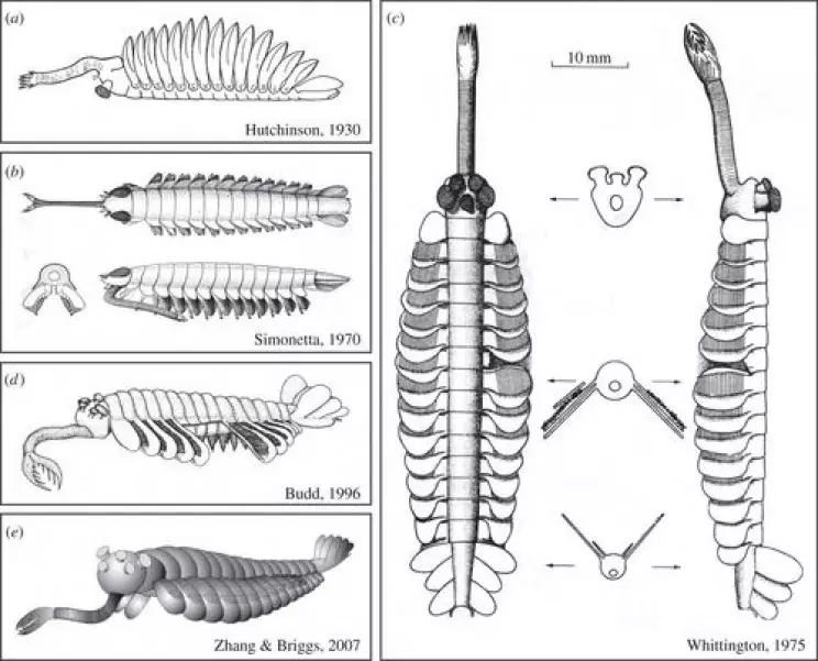 ledakan Cambrian opabinia