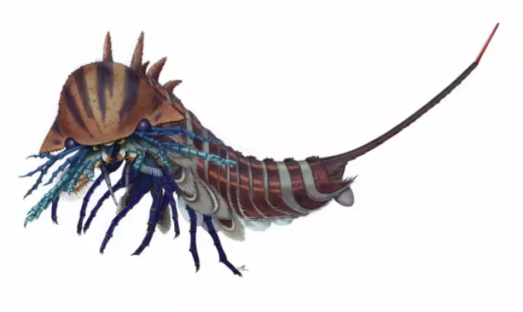 Cambrian bugbamu Habelia