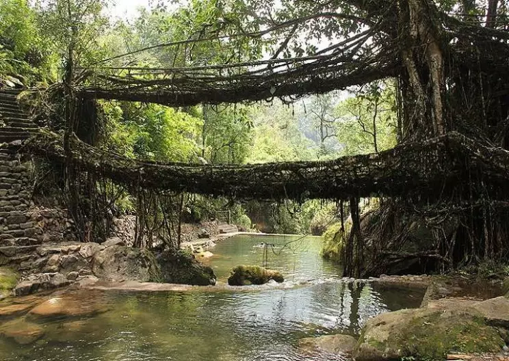 Living Root Bridges of Meghalaya: Vahaolana ara-teknika iray
