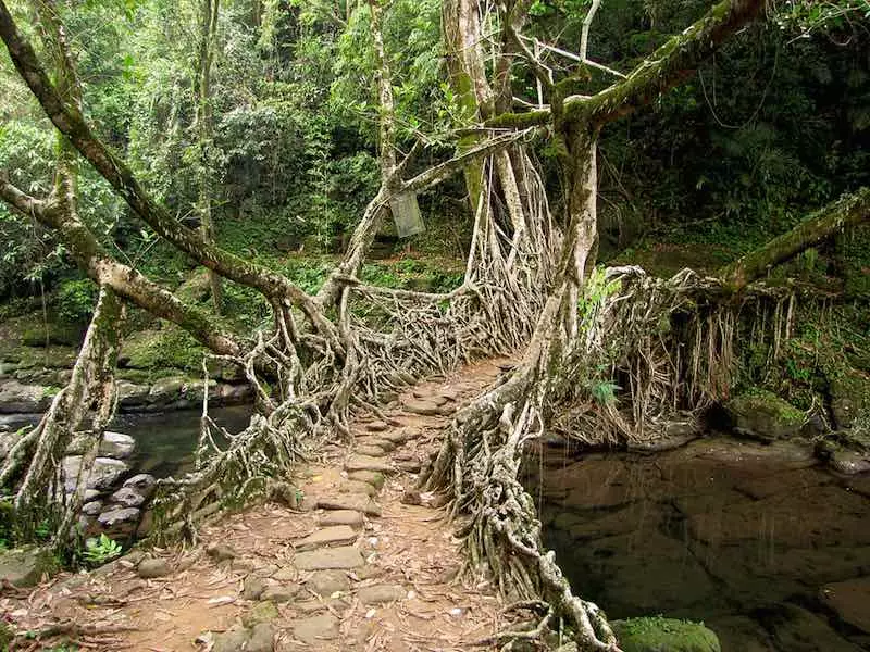 Pontes de raíces vivas de Meghalaya: unha solución enxeñosa de enxeñería