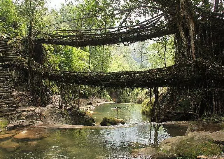 Buhi nga Root Bridges sa Meghalaya: Usa ka Maalamon nga Solusyon sa Inhenyeriya