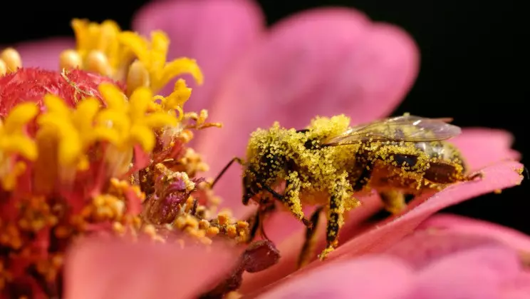 Las abejas obreras con cafeína son mejores abejas obreras, según un estudio