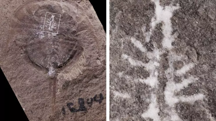 310 miliónov rokov stará fosília vrhá svetlo na mozgy podkovovitých krabov