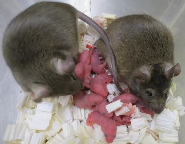 Naučnici pronašli genijalan način slanja zamrznute mišje sperme na razglednici