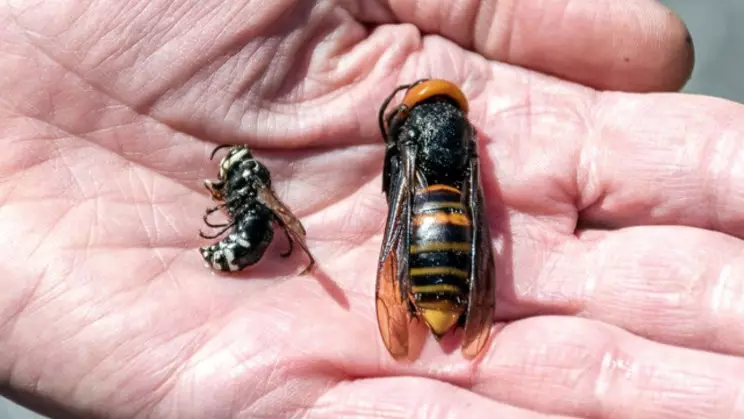 Pamätáte si na Murder Hornets? Nová správa potvrdzuje, že sú späť