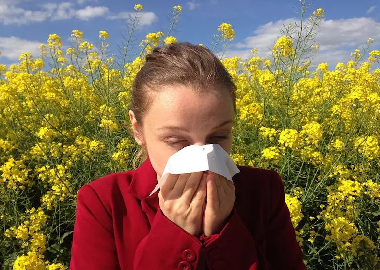 In ienmalige behanneling koe libbenslange beskerming leverje tsjin allergyen