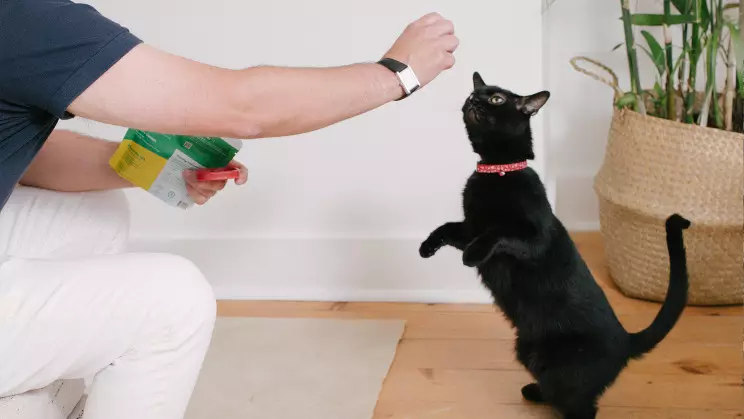 Startup presenta galletas de carne de ratón cultivadas en laboratorio para gatos