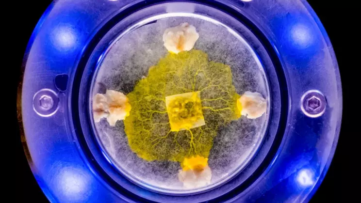 Các nhà khoa học đã gửi 'Blob' kỳ lạ nhất thế giới lên ISS