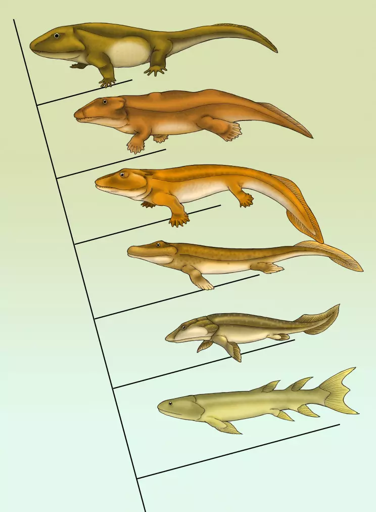 Evolución