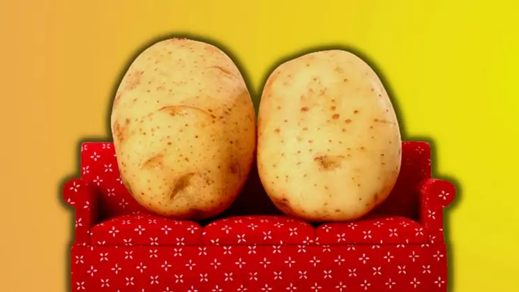 Sử dụng protein của con người giúp khoai tây và gạo lớn hơn 50%