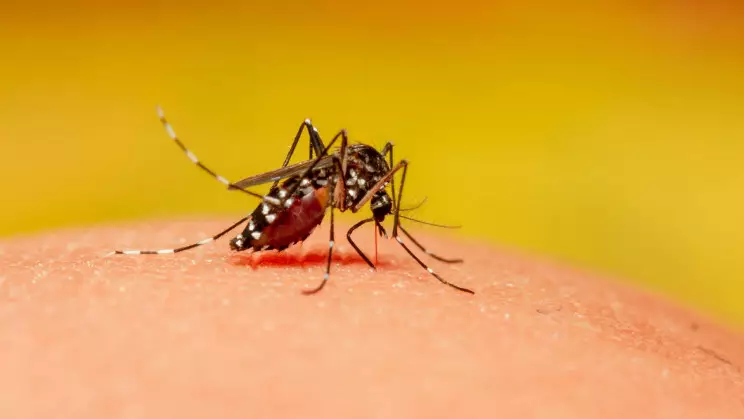 Đường có thể ngăn chặn Mosquitos lây lan vi khuẩn động mạch