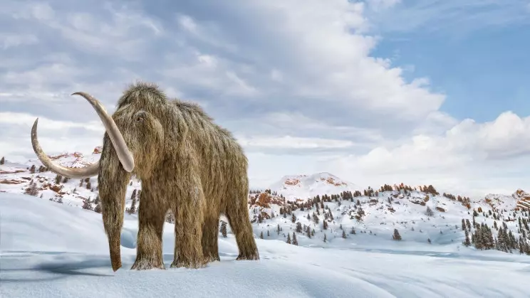 Kan de-extinctie de wolharige mammoet terugbrengen?