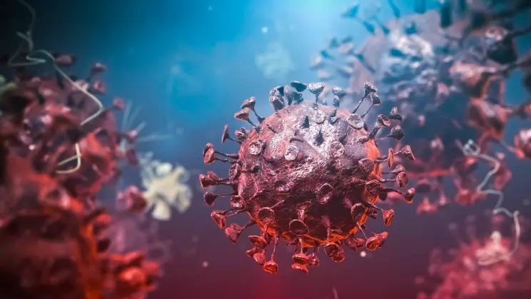 Yeni bir ipucu, köpek koronavirüsünün insan bağışıklık sistemine nasıl gizlice girdiğini ortaya koyuyor