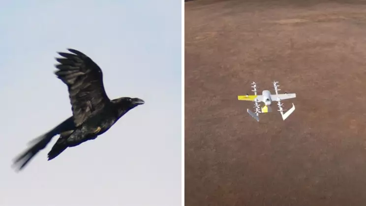 Assista a um Raven atacar um drone de entrega na Austrália