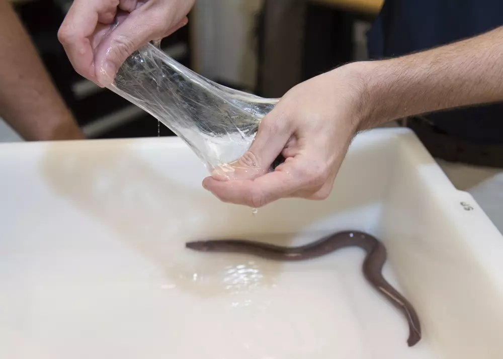 Americké námorníctvo syntetizuje sliz z Hagfish na obranu pred torpédami a žralokmi