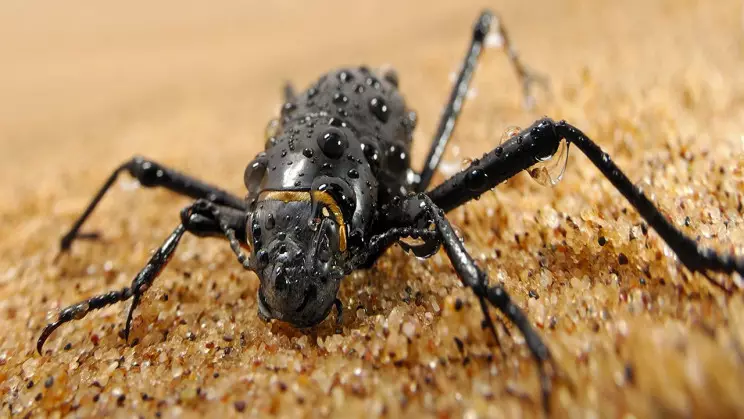 ಗಾಳಿ ಬೀಟಲ್ ಶಕ್ತಿಯಿಂದ ನೀರು