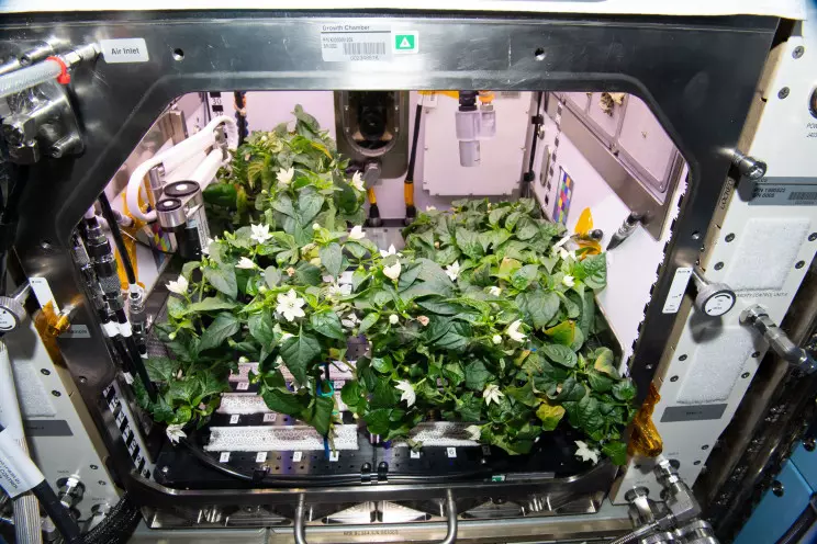I-Astronauts Idili nge-'Space Tacos' Eyenziwe Ngopelepele Wokuqala Okhule e-ISS