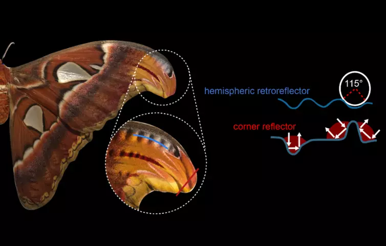 Een diagram dat laat zien waar retroreflectie plaatsvindt op de vleugeltips van motten