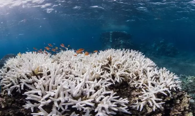 Genetically Engineered Corals tuaj yeem pab txuag cov Coral Reefs