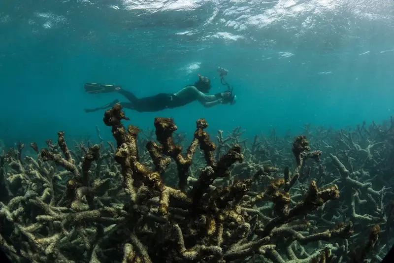 မျိုးဗီဇ ပြုပြင်ထားသော သန္တာကျောက်များသည် သန္တာကျောက်တန်းများကို ကယ်တင်ရန် ကူညီပေးနိုင်သည်။