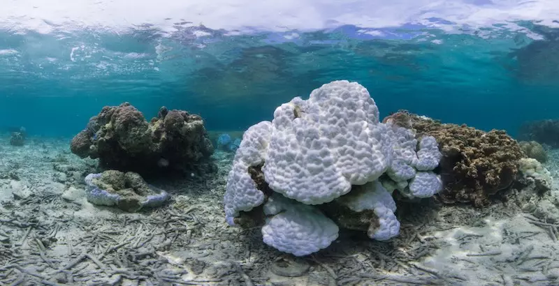 Els corals modificats genèticament podrien ajudar a salvar els esculls de corall