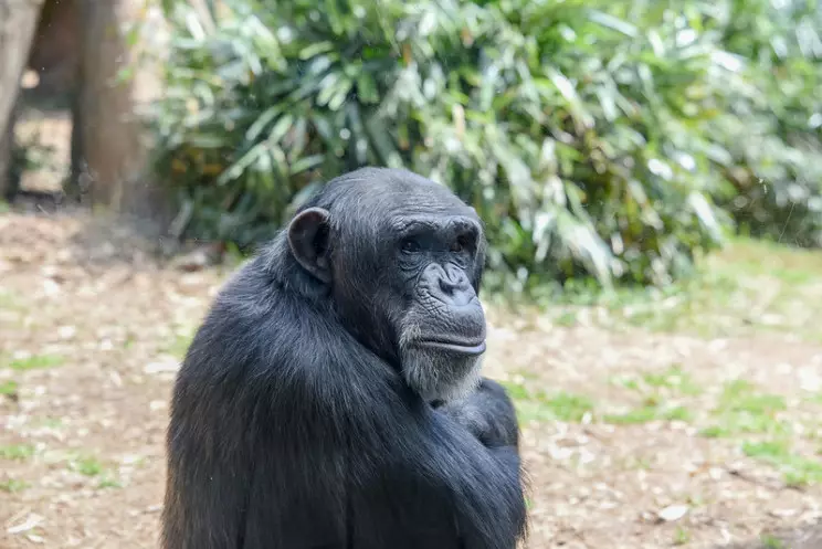 os animais pensan no chimpancé