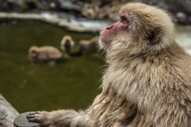 μπορούν τα ζώα να συλλογιστούν μαϊμού