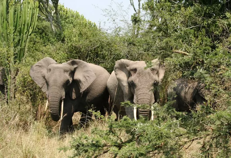 ελέφαντες και ενσυναίσθηση