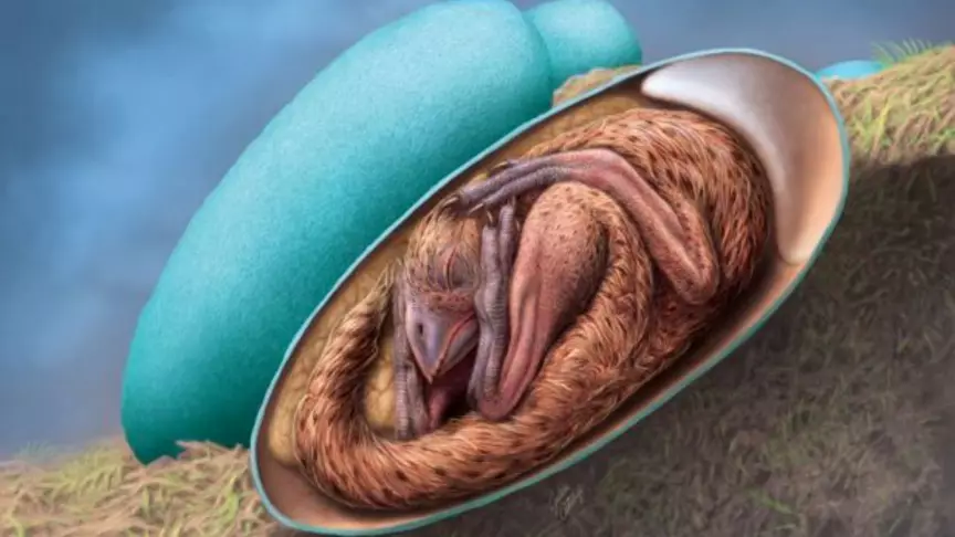 एक 66 मिलियन वर्ष पुराना डायनासोर भ्रूण जीवाश्म अंडे के अंदर पाया गया था
