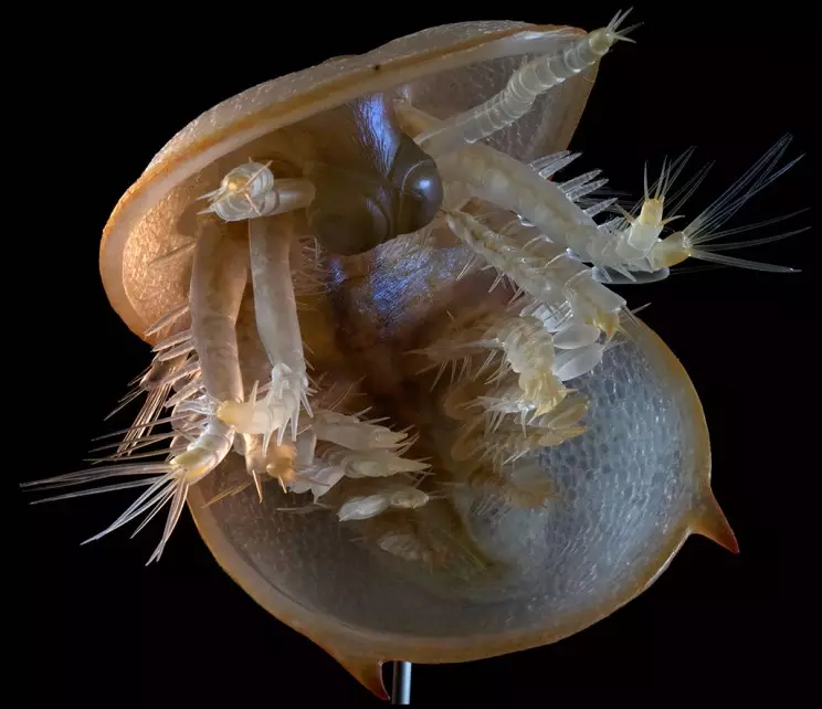 Ученый объединился с художником для создания 3D-скульптур морского существа возрастом полмиллиарда лет