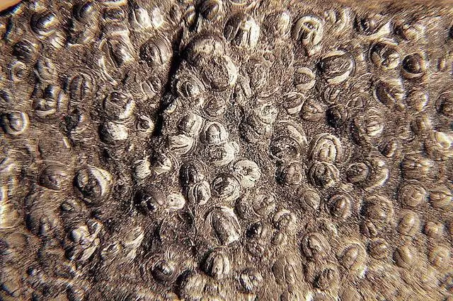 অর্ধ বিলিয়ন বছরের পুরানো সামুদ্রিক প্রাণীর 3D ভাস্কর্য তৈরি করতে বিজ্ঞানী শিল্পীর সাথে দল বেঁধেছেন