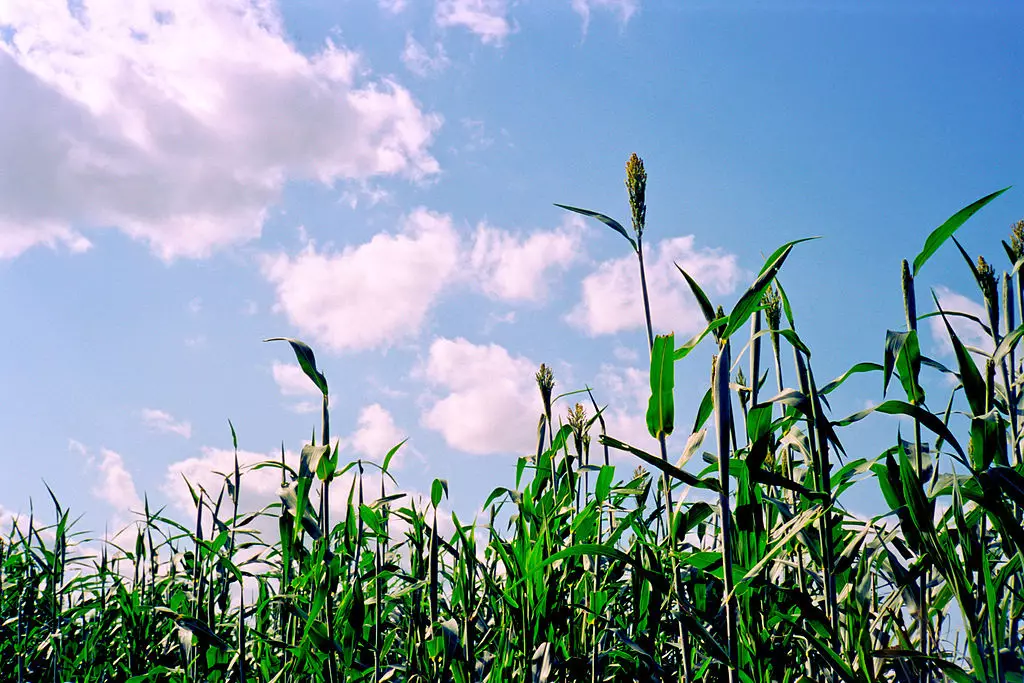 unsa ang biofuels