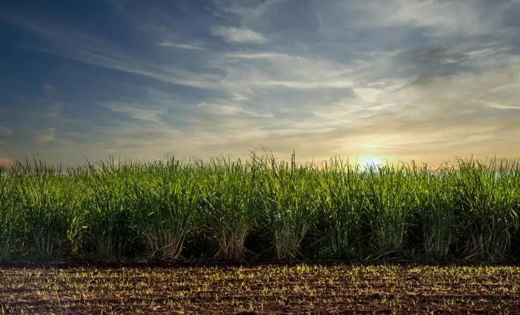 Biofuels bazai zama kore kamar yadda aka gaya mana ba