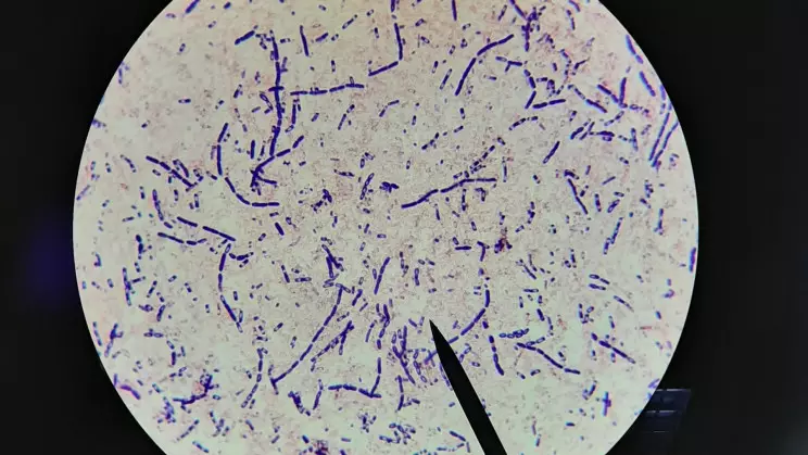 I-Gobi desert bacteria isebenza kahle kakhulu ekuvuneni nasekubambeni amandla elanga