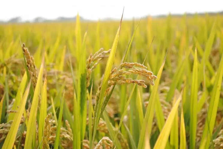 China cultiva arroz de água salgada com um rendimento que pode alimentar mais de 200 milhões de pessoas