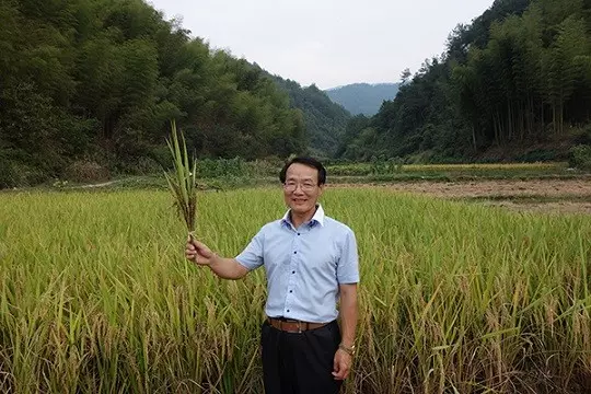 China cultiva arroz de água salgada com um rendimento que pode alimentar mais de 200 milhões de pessoas