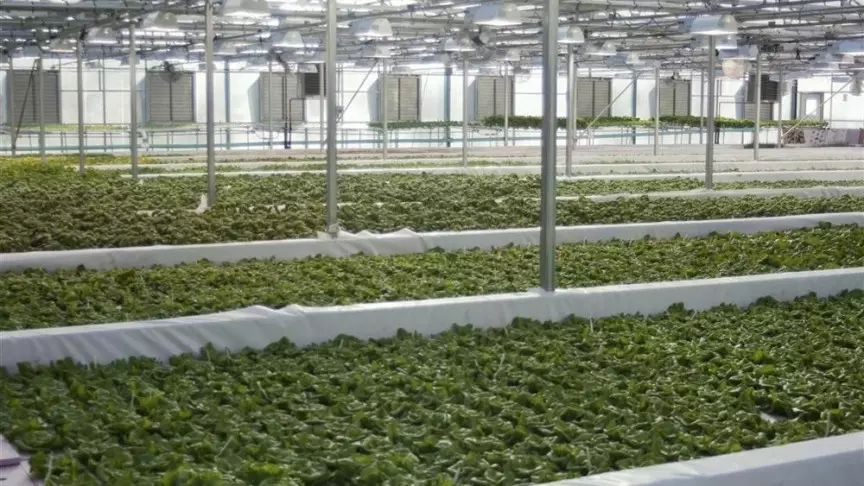 Aquaponics-The Future Farm