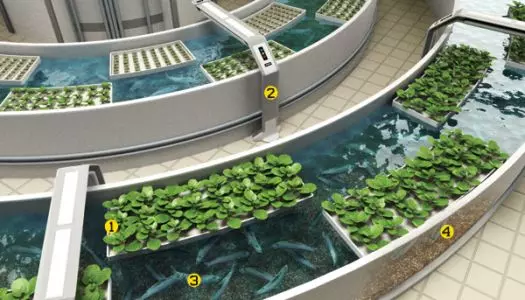 aquaponics