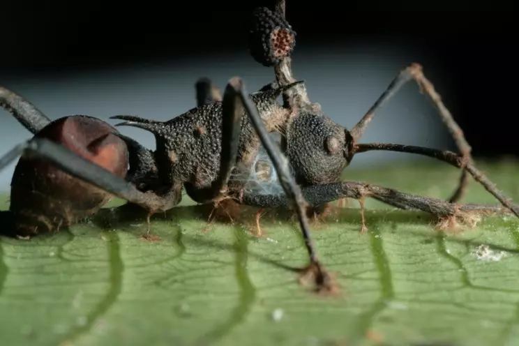 Ang 'Zombie Ants' na ito ay Nakatulong na Maging inspirasyon sa Iyong Mga Paboritong Sci-Fi Moments