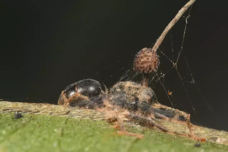 Ang 'Zombie Ants' na ito ay Nakatulong na Maging inspirasyon sa Iyong Mga Paboritong Sci-Fi Moments