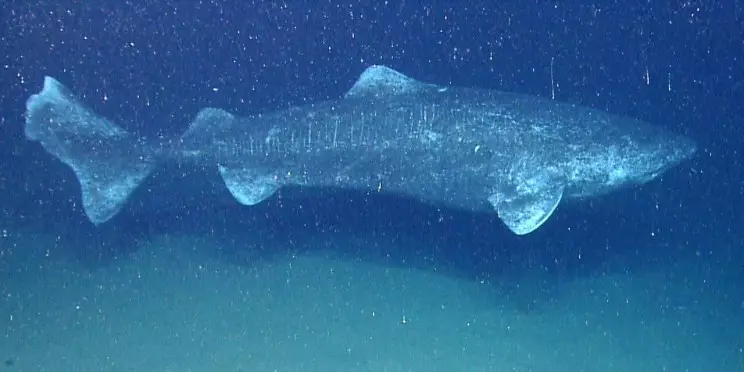 Fai mai Saienitisi o le Greenland Shark o le Vertebrate aupito umi ona ola i le lalolagi