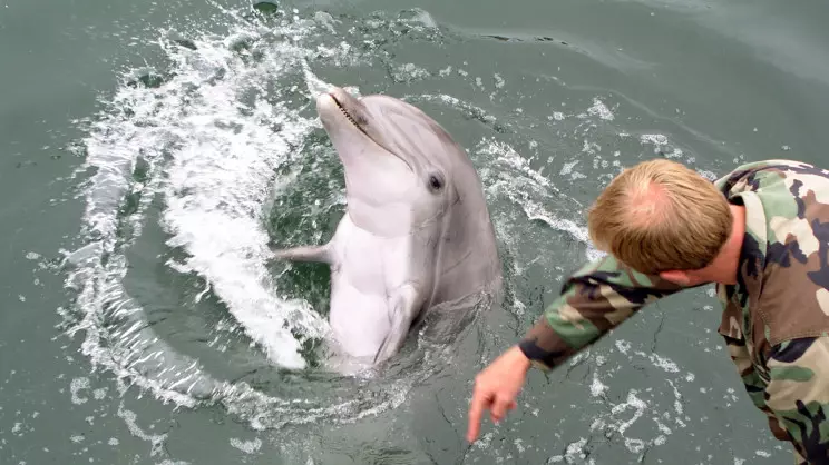 Tiek ziņots, ka Krievija savervē apmācītus delfīnus, lai aizsargātu savu floti Ukrainas karā