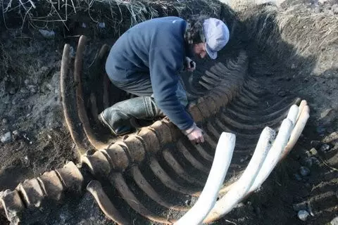 UMassive Skeleton of Extinct Sea Cow Ufunyenwe kuLwandle olukude eSiberia