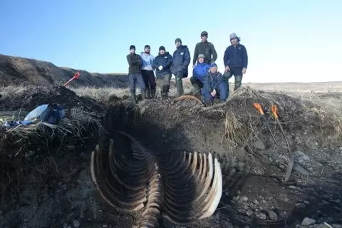 שלד ענק של פרת ים שנכחדה נמצא בחוף מרוחק בסיביר