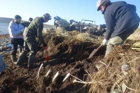 Масивен скелет на изумрена морска крава пронајден на оддалечена плажа во Сибир