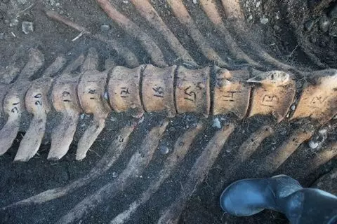 IMassive Skeleton of Extinct Sea Cow ifunyenwe kuLwandle olukude eSiberia