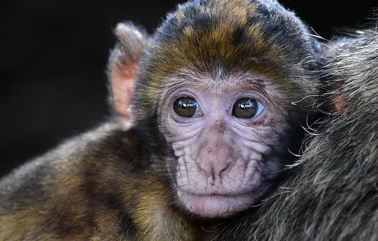 Cientistas 'injetam' informações em cérebros de macacos usando correntes elétricas