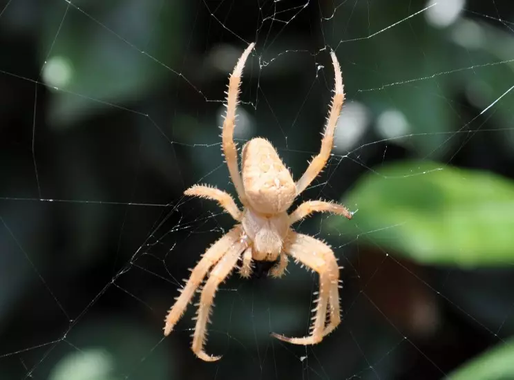 Lancah Sculpts badag Decoy Spiders