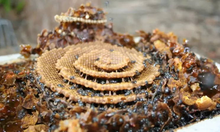 Las abejas australianas sin aguijón construyen impresionantes colmenas en espiral y nadie sabe muy bien por qué